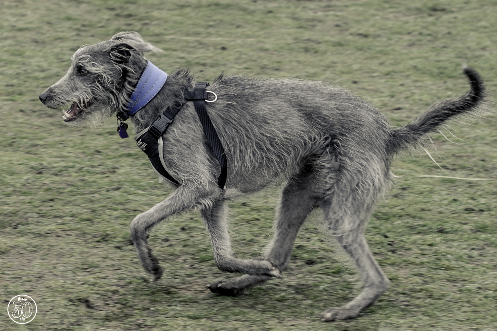 Lurcher Walk - three50six