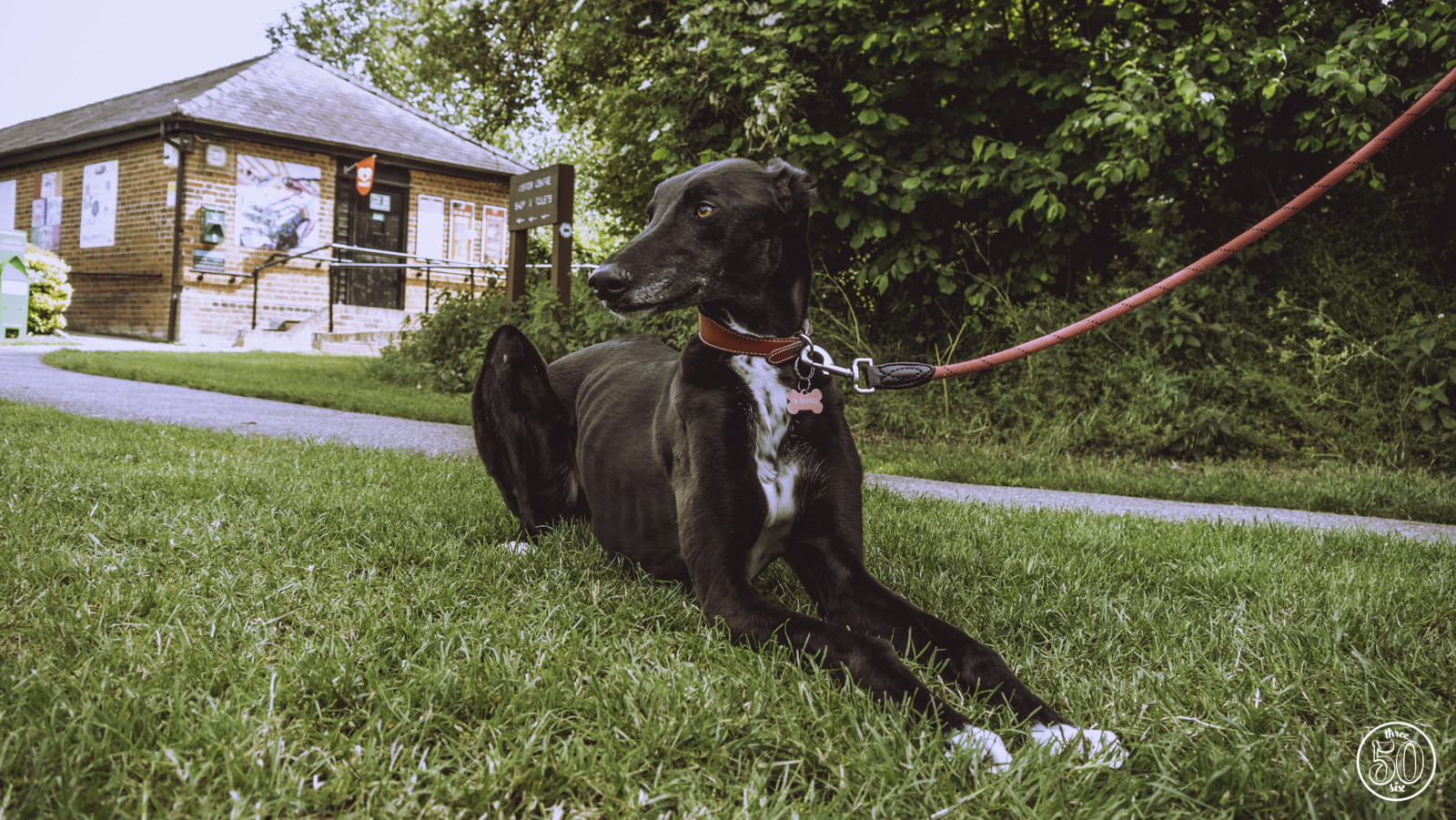 The Great Global Greyhound Walk - three50six
