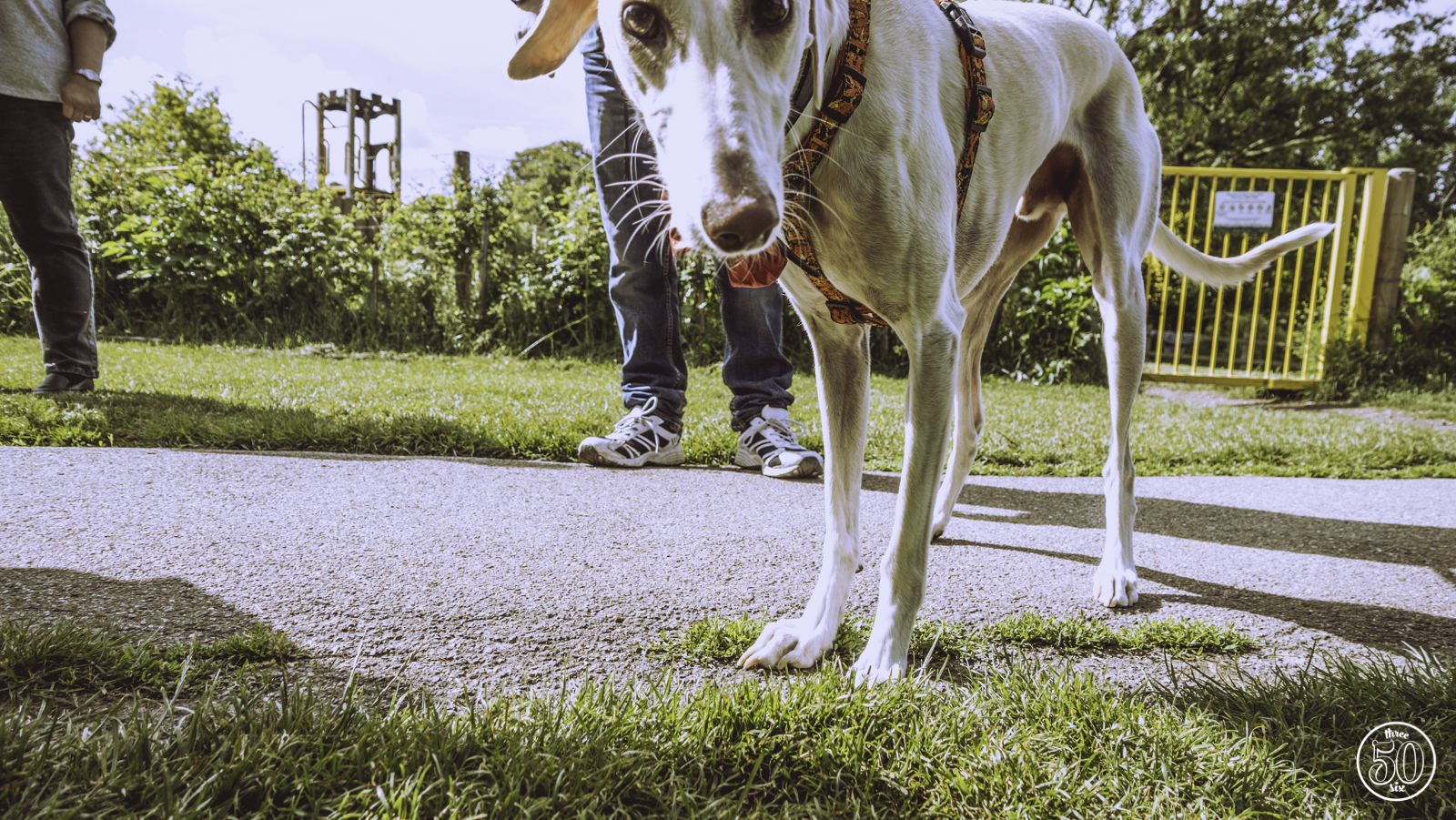 The Great Global Greyhound Walk - three50six